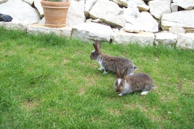 Hasen Kaninchen Kleinanzeigen | Hasen Kaninchen Annoncen | Hasen ...