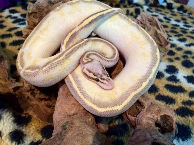 ANGEBOT !!!! Pastel Highway und Coral Clown Königspython Python regius ...