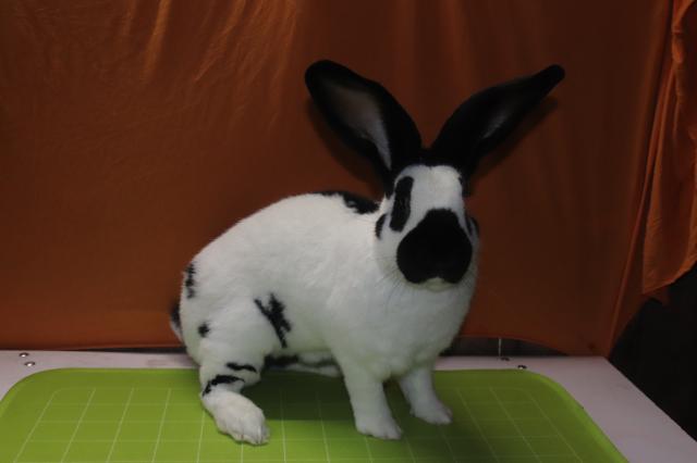 Kaninchen Deutsche Riesenschecken | kleintiermarkt.com