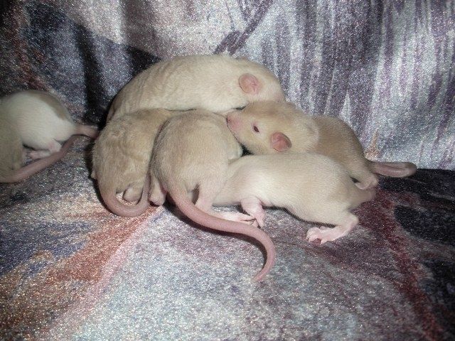 Ratten Kleinanzeigen | Ratten Annoncen | Ratten Inserate | Ratten ...