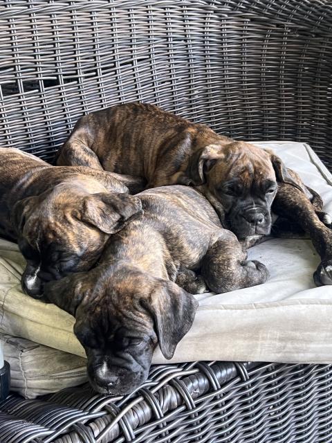 5 gestromte Boxer Welpen suchen ein Zuhause | kleintiermarkt.com