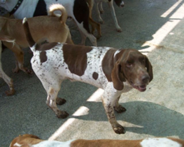 Tiere Kleinanzeigen | Tiere Anzeigenmarkt | Tiere Marktplatz | Tiere ...