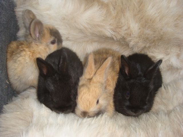 Hasen Kaninchen Kleinanzeigen | Hasen Kaninchen Annoncen | Hasen ...