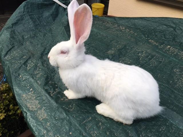 Hasen Kaninchen Kleinanzeigen | Hasen Kaninchen Annoncen | Hasen ...