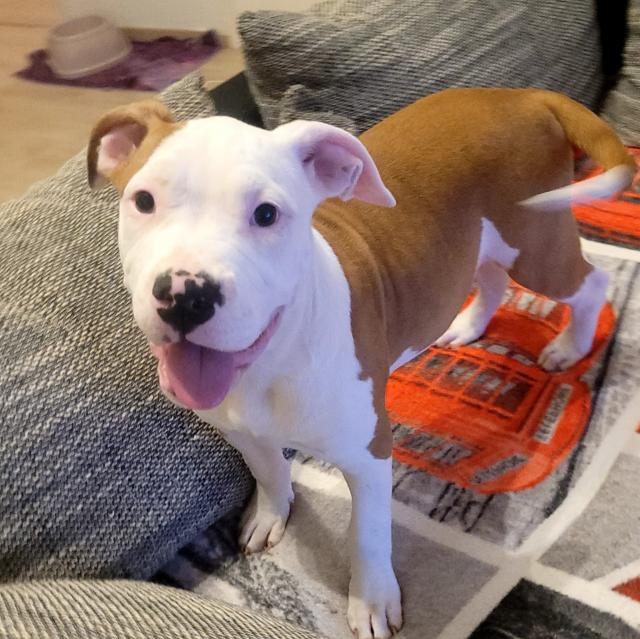 OEB MIX Welpen | kleintiermarkt.com