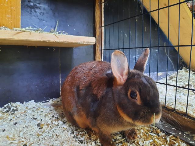 Hasen Kaninchen Kleinanzeigen | Hasen Kaninchen Annoncen | Hasen ...