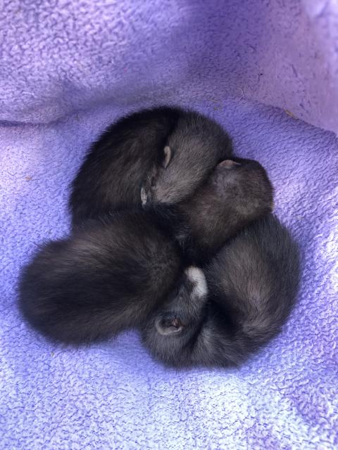 Frettchen Kleinanzeigen | Frettchen Annoncen | Frettchen Inserate | Frettchen Anzeigenmarkt ...