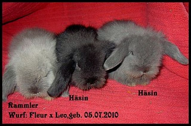 Hasen Kaninchen Kleinanzeigen | Hasen Kaninchen Annoncen | Hasen ...
