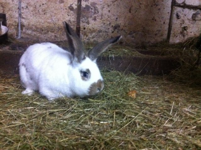 Hasen Kaninchen Kleinanzeigen | Hasen Kaninchen Annoncen | Hasen ...