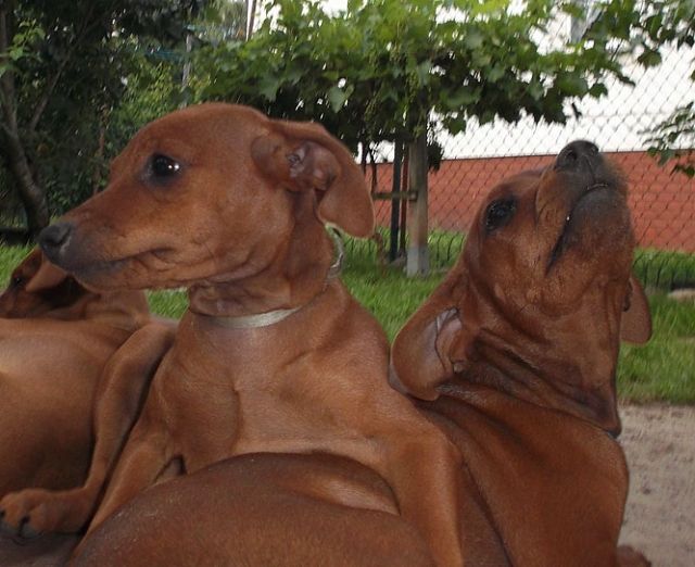 Tiere Kleinanzeigen | Tiere Anzeigenmarkt | Tiere Marktplatz | Tiere ...
