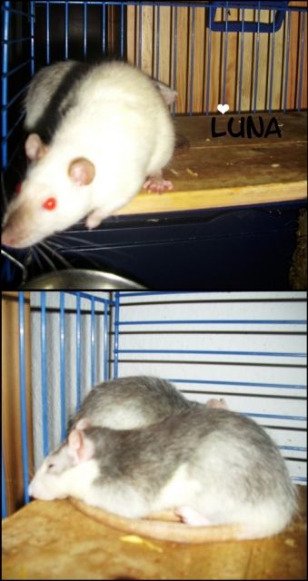 Ratten Kleinanzeigen | Ratten Annoncen | Ratten Inserate | Ratten ...