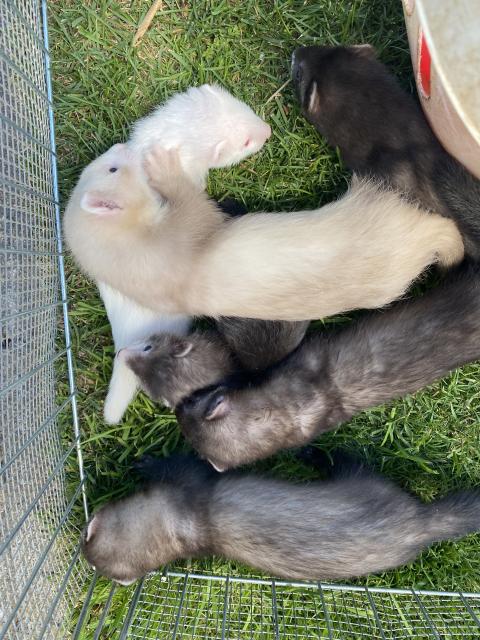 Frettchen Kleinanzeigen | Frettchen Annoncen | Frettchen Inserate ...