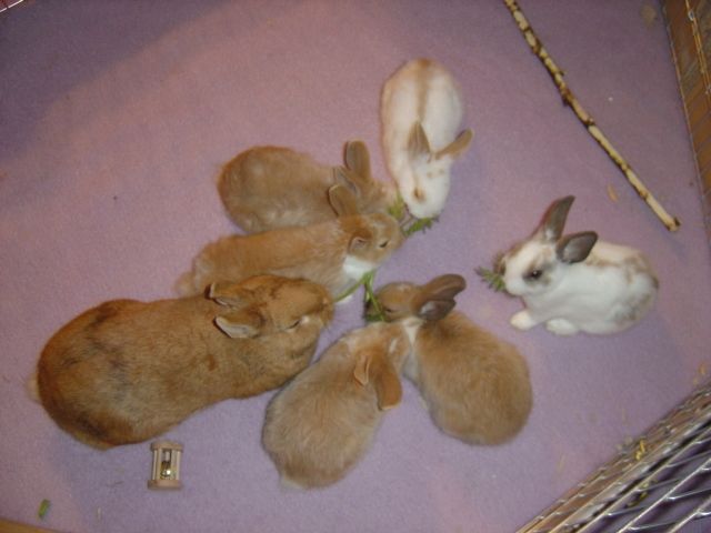 Hasen Kaninchen Kleinanzeigen | Hasen Kaninchen Annoncen | Hasen ...