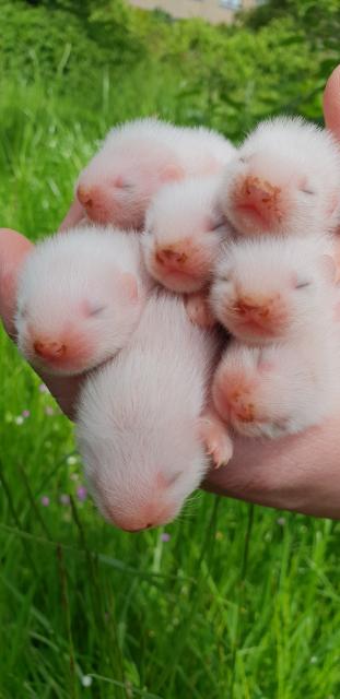 Frettchen Kleinanzeigen | Frettchen Annoncen | Frettchen Inserate ...