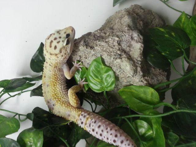 Reptilien Kleinanzeigen | Reptilien Annoncen | Reptilien Inserate ...