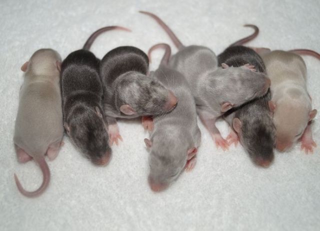 Wunderschöne Ratten Babys ♡ | kleintiermarkt.com